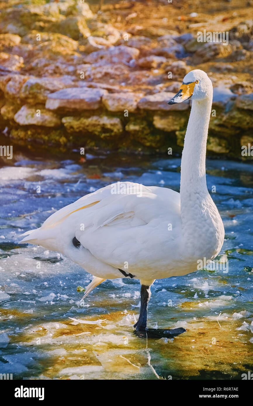Swan on Ice Stock Photo - Alamy