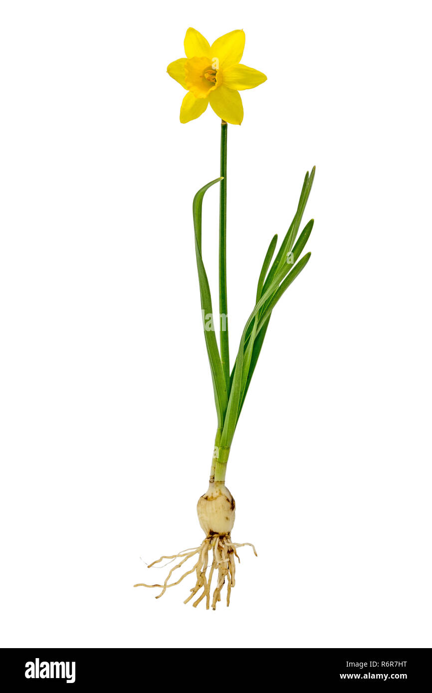 yellow daffodil / daffodil with onion and flower isolated on white ...