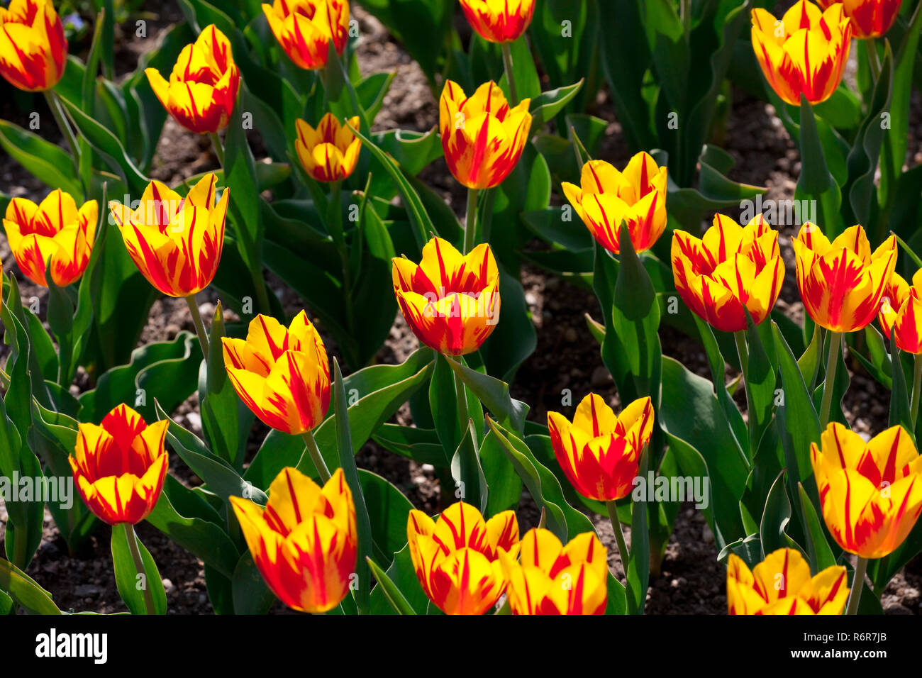 Yellow red tulips Stock Photo - Alamy