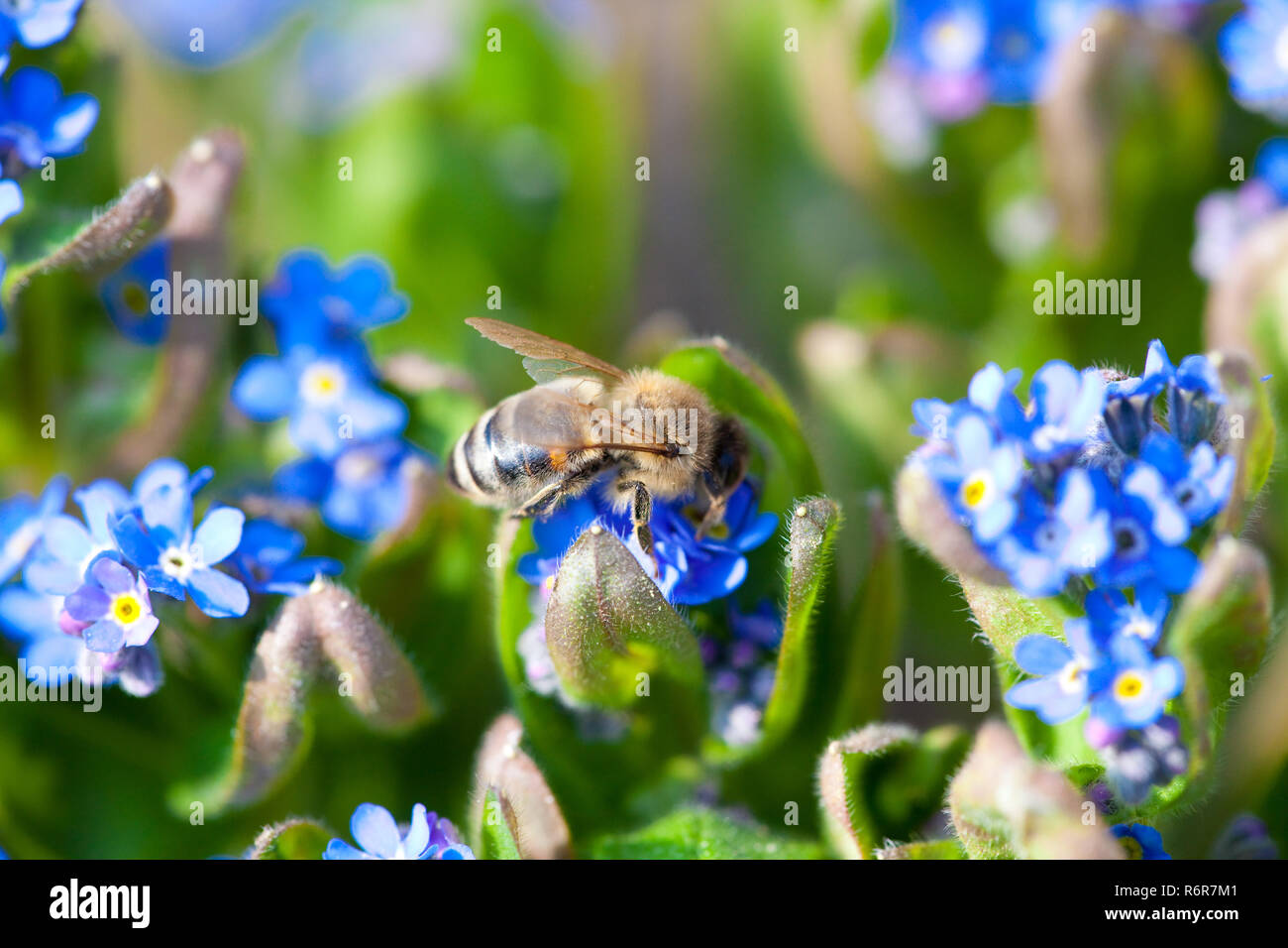 Blue forget-me-not with bee Stock Photo - Alamy