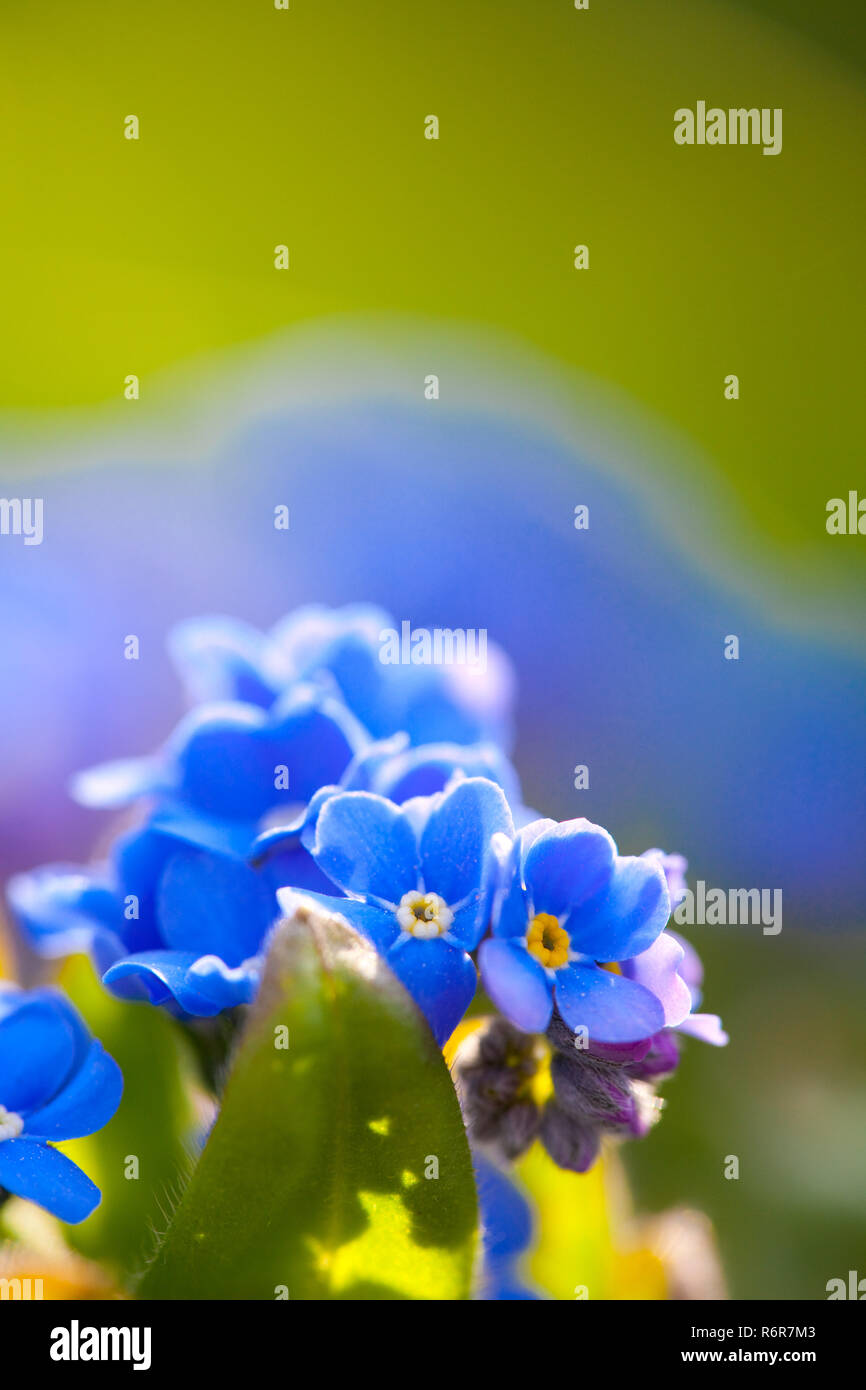 Blue forget-me-not with bee Stock Photo - Alamy