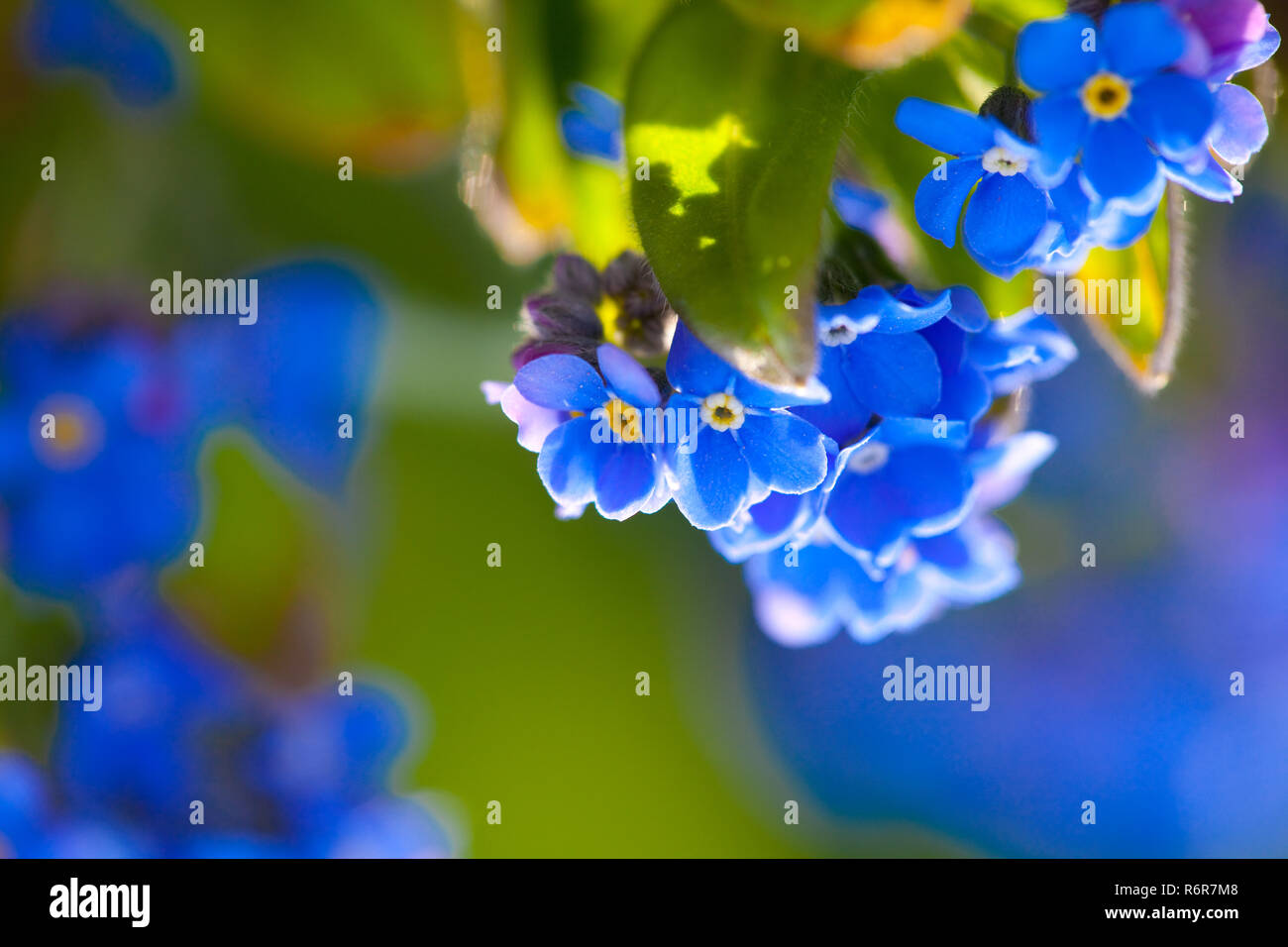 Blue forget-me-not with bee Stock Photo - Alamy