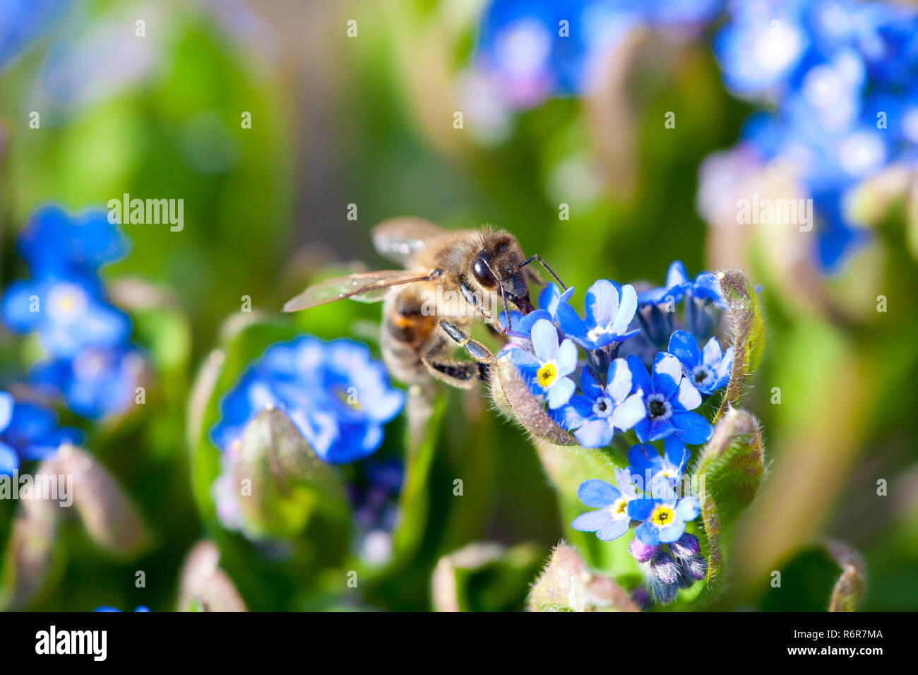 Blue forget-me-not with bee Stock Photo - Alamy