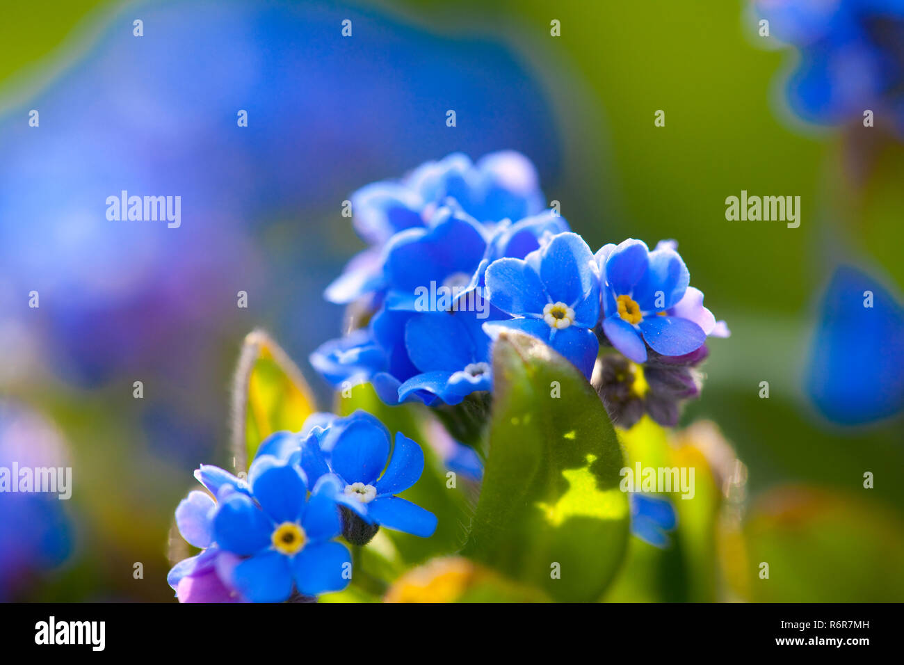 Blue forget-me-not with bee Stock Photo - Alamy