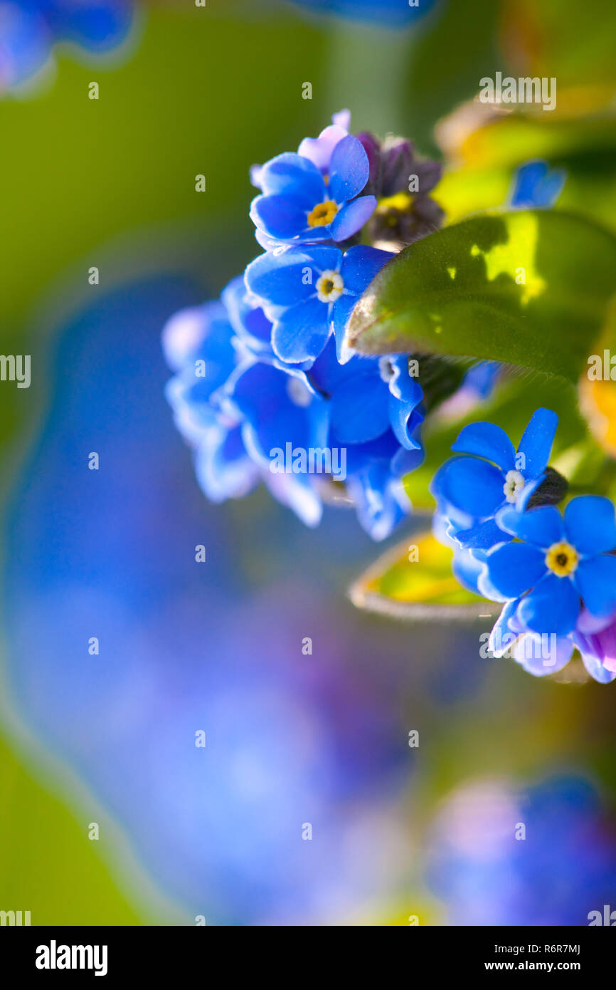 Blue forget-me-not with bee Stock Photo - Alamy