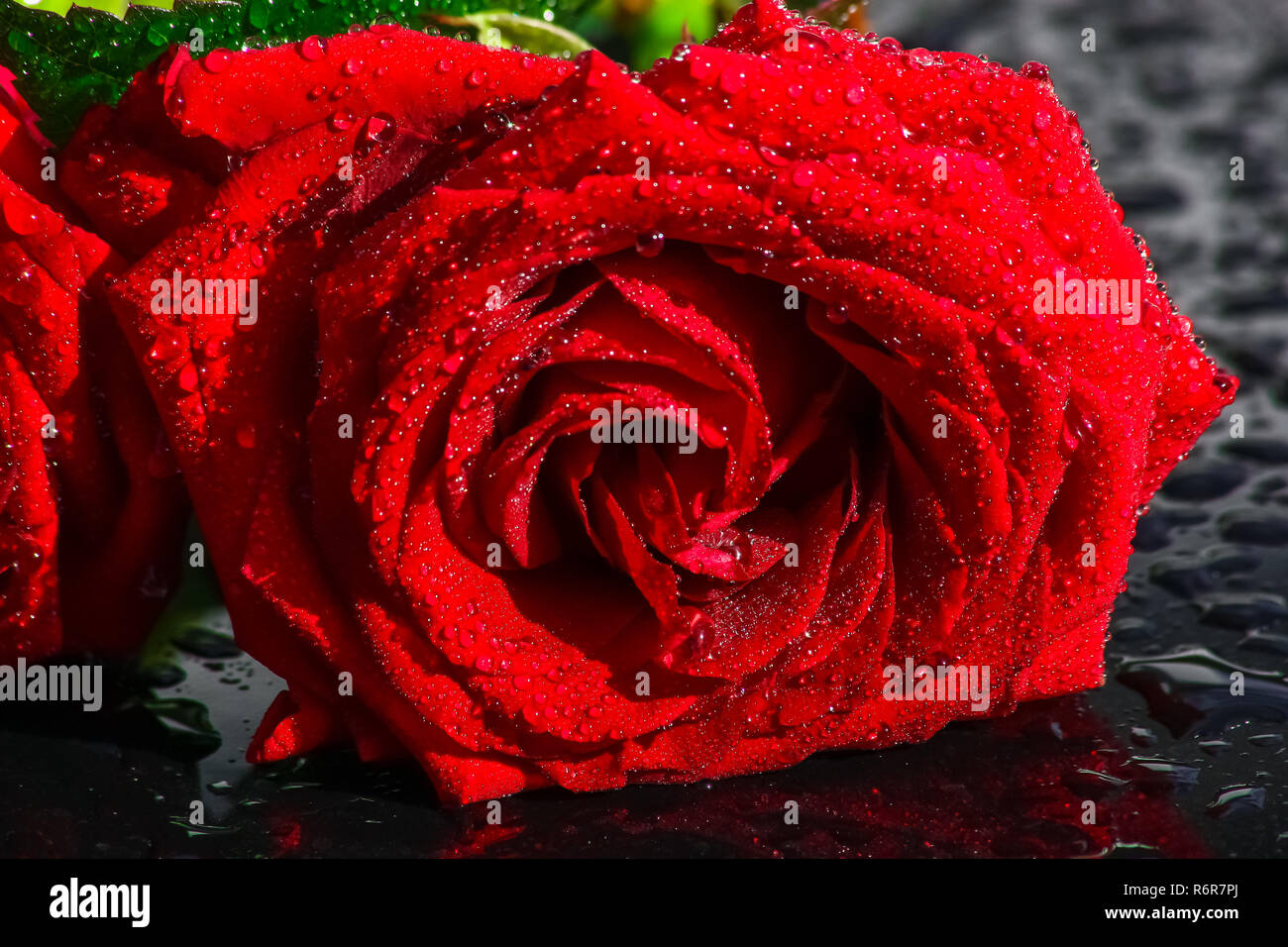 White and red roses, bouquet Stock Photo - Alamy