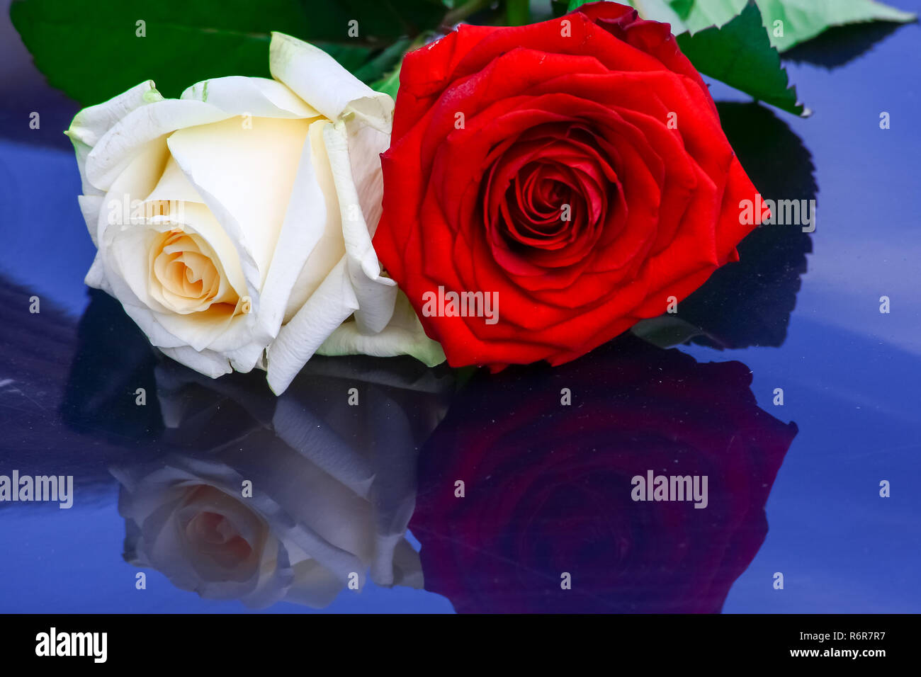 White and red roses, bouquet Stock Photo - Alamy