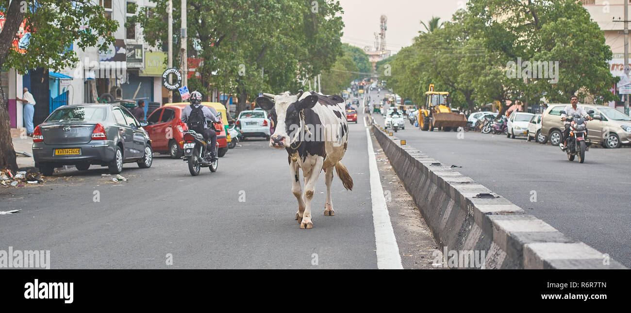 Indian cow at a street market hi-res stock photography and images - Alamy