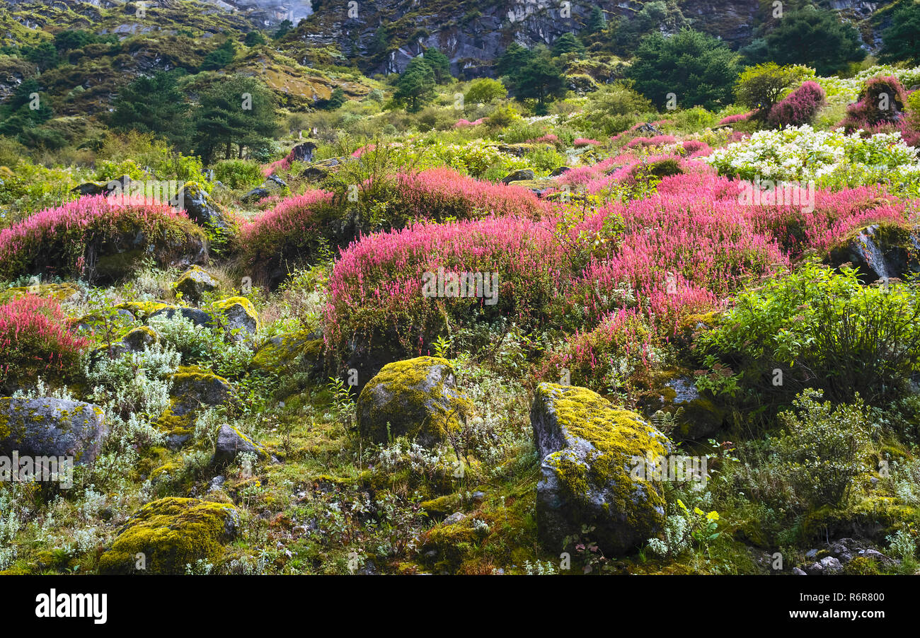 Western Himalayas India Stock Photos & Western Himalayas India Stock ...