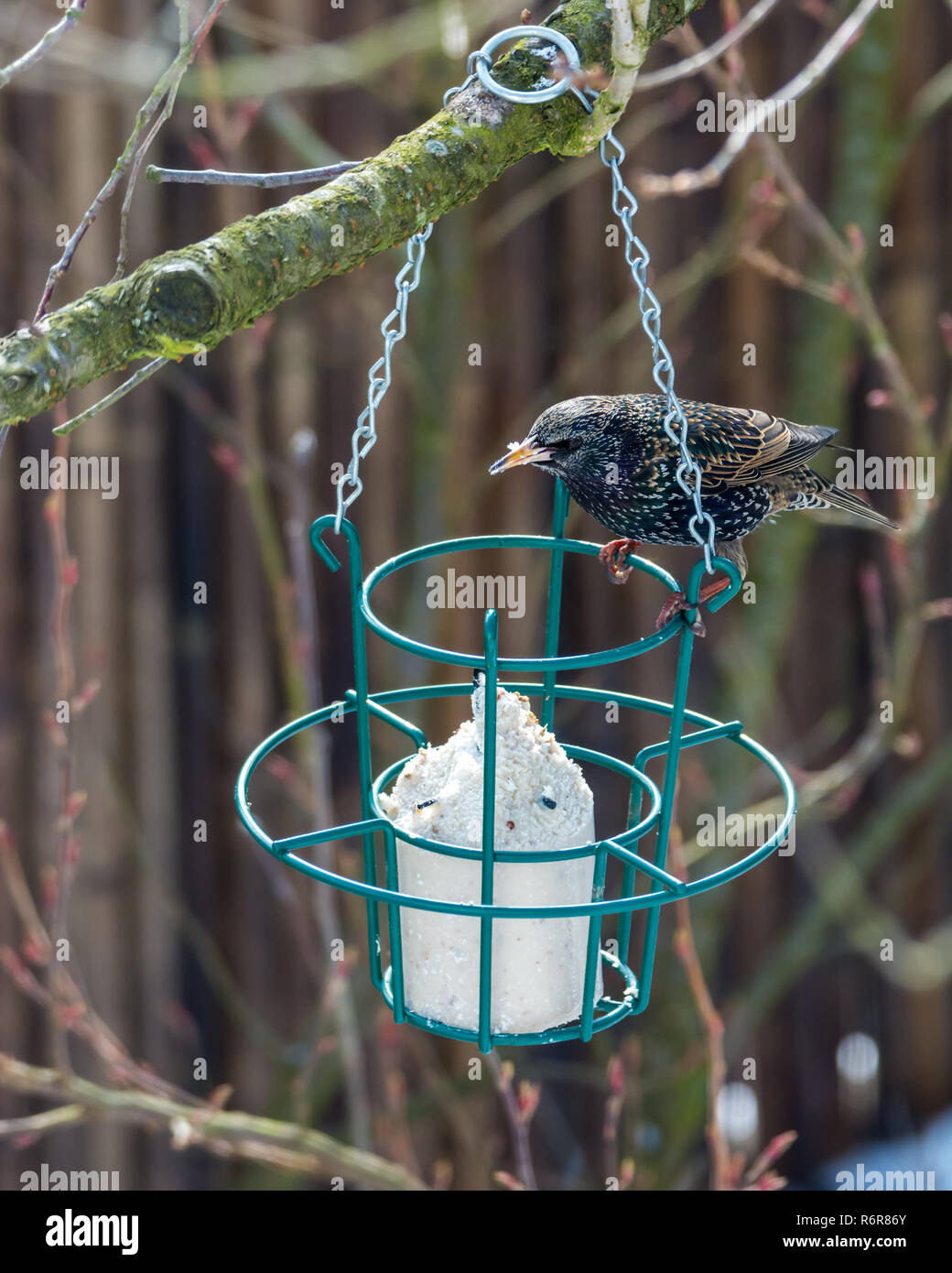 Common starling at a bird feeder Stock Photo - Alamy