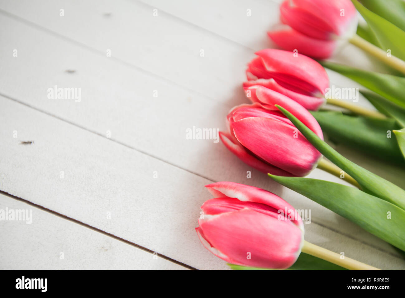 Spring Love Romance Tulip Stock Photo - Alamy