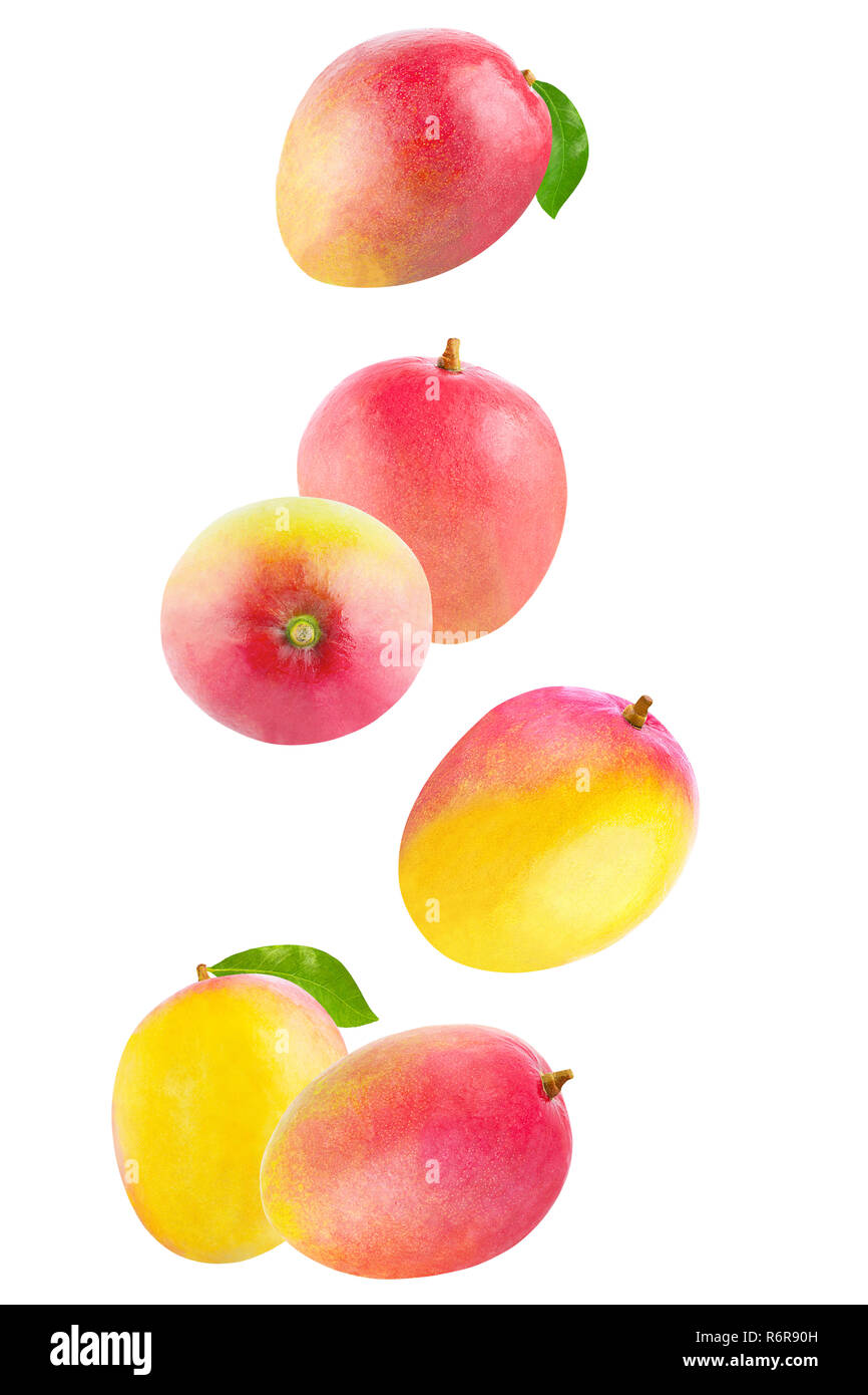 Mango flies hi-res stock photography and images - Alamy