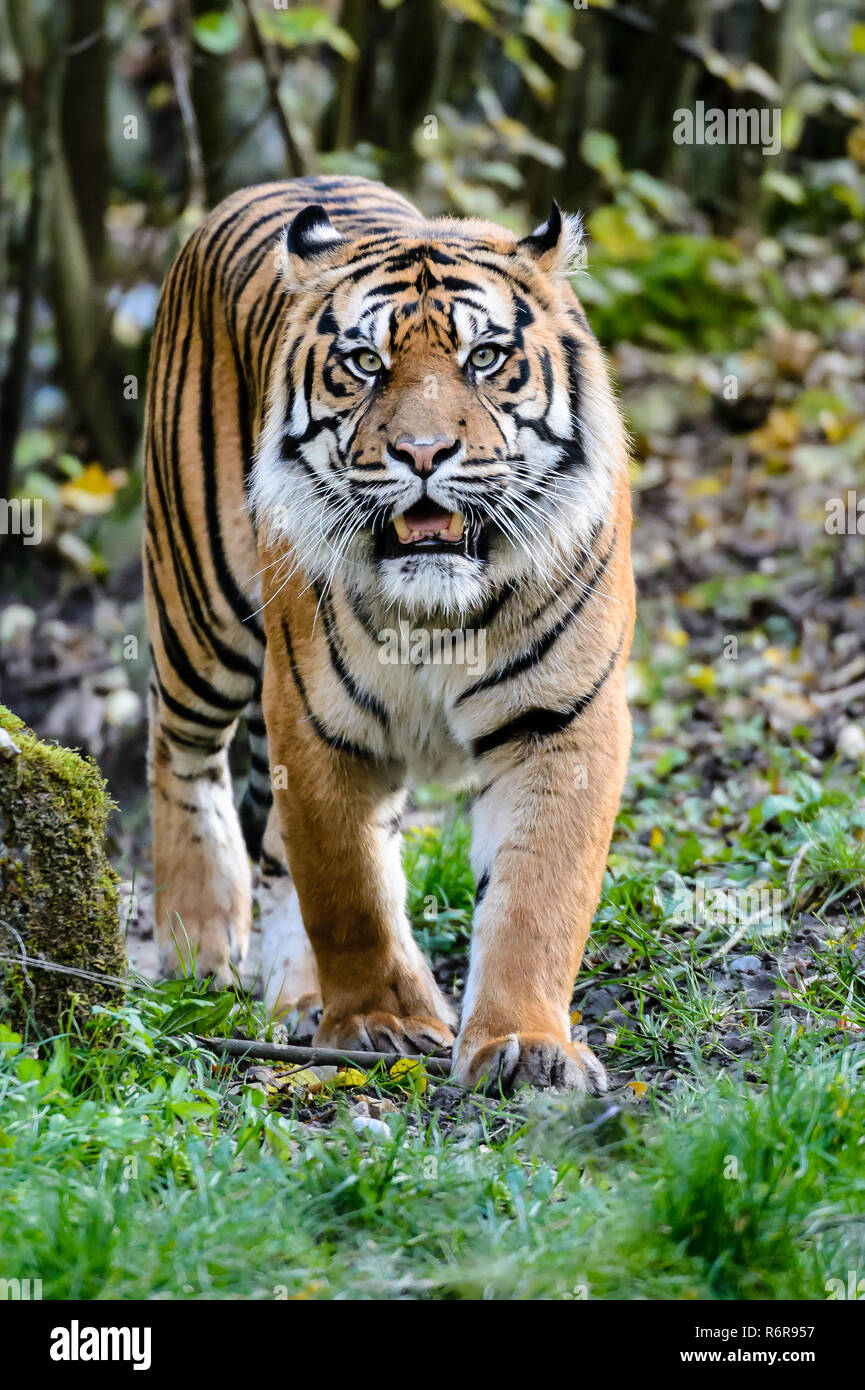 Strained look hi-res stock photography and images - Alamy