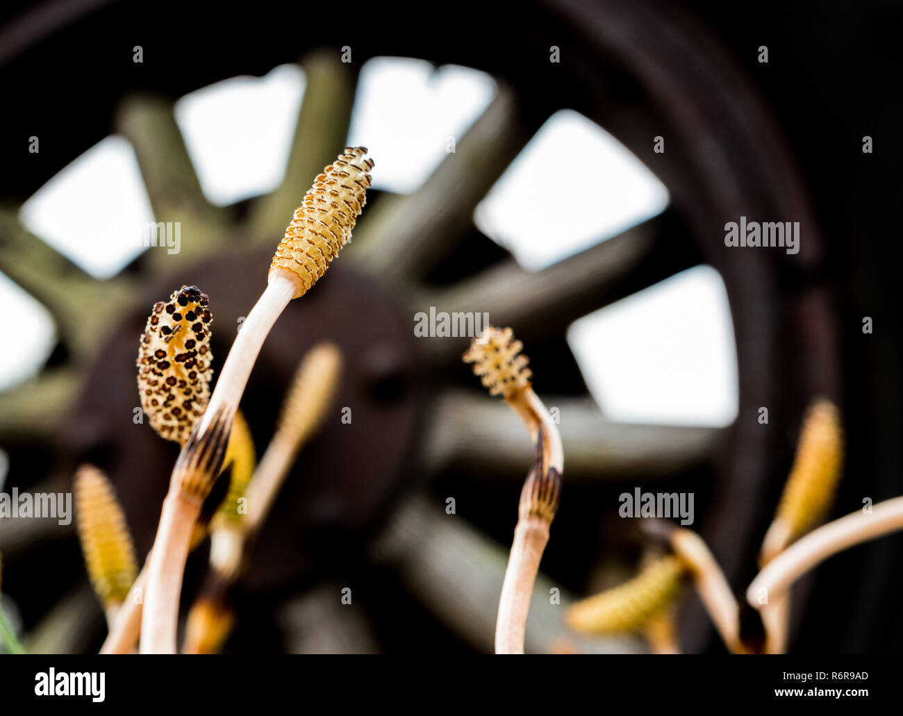 Vintage antique automotive tractor wood wheel spokes with small plants ...