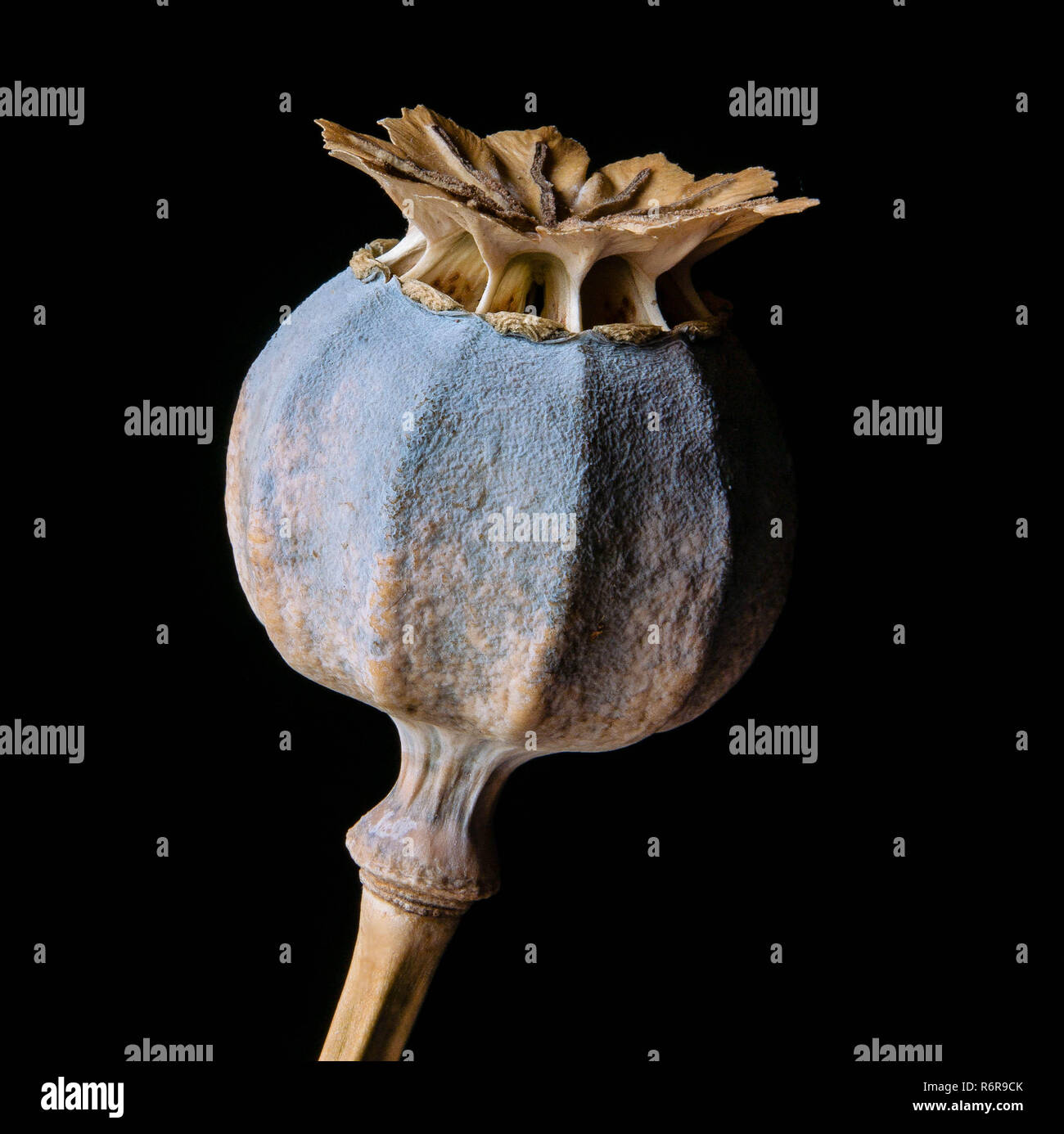 poppy seed head Stock Photo - Alamy