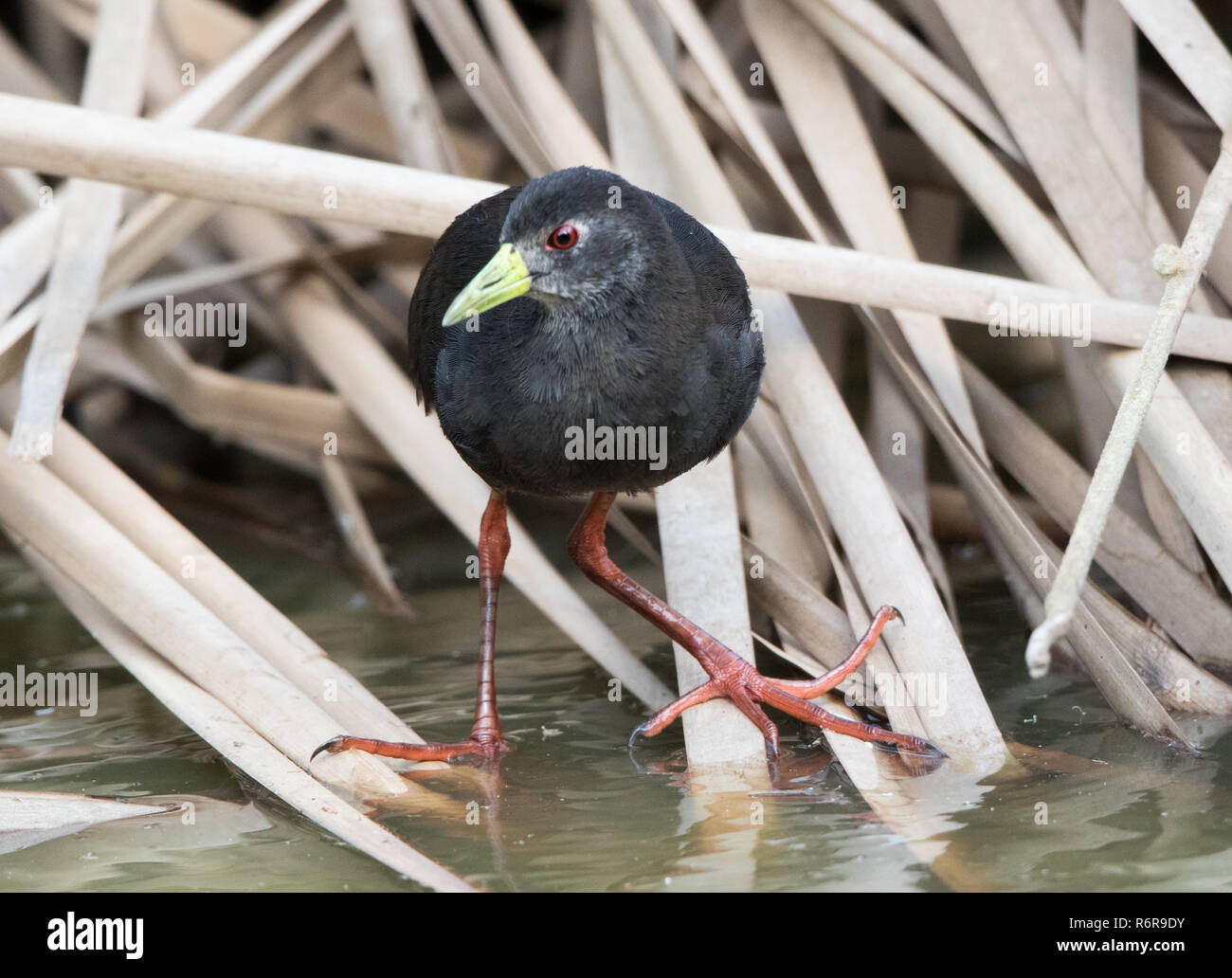 Black Crake High Resolution Stock Photography and Images - Alamy