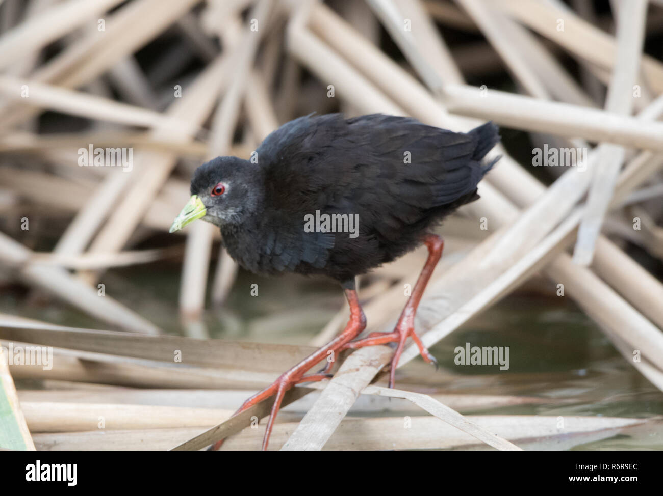 Black Crake (Amaurornis flavirostra Stock Photo - Alamy