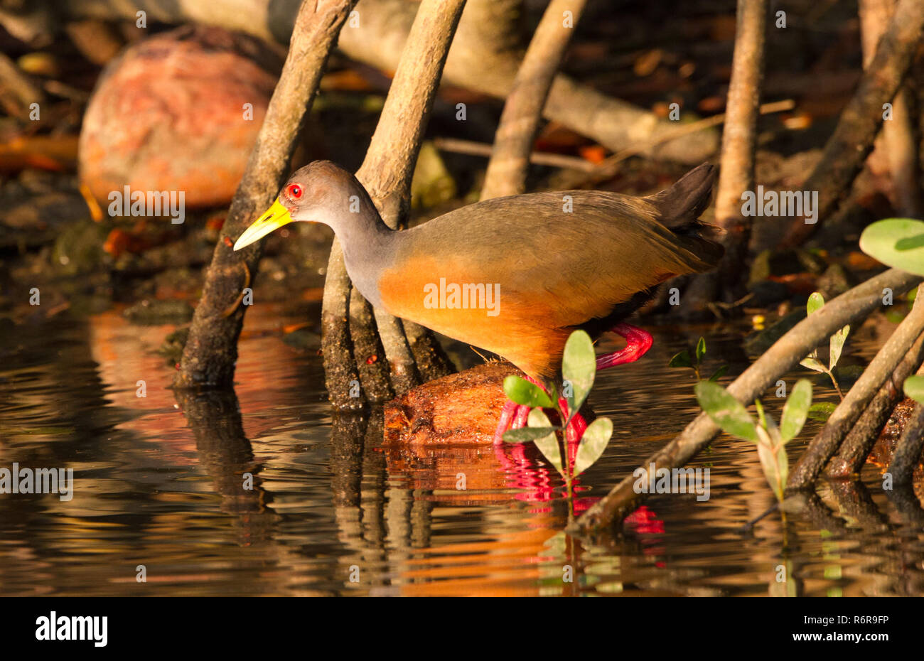 Gray-necked Wood-rail (Aramides cajaneus Stock Photo - Alamy