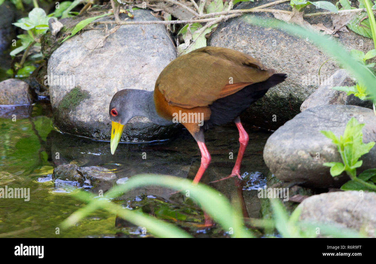 Gray-necked Wood-rail (Aramides cajaneus Stock Photo - Alamy