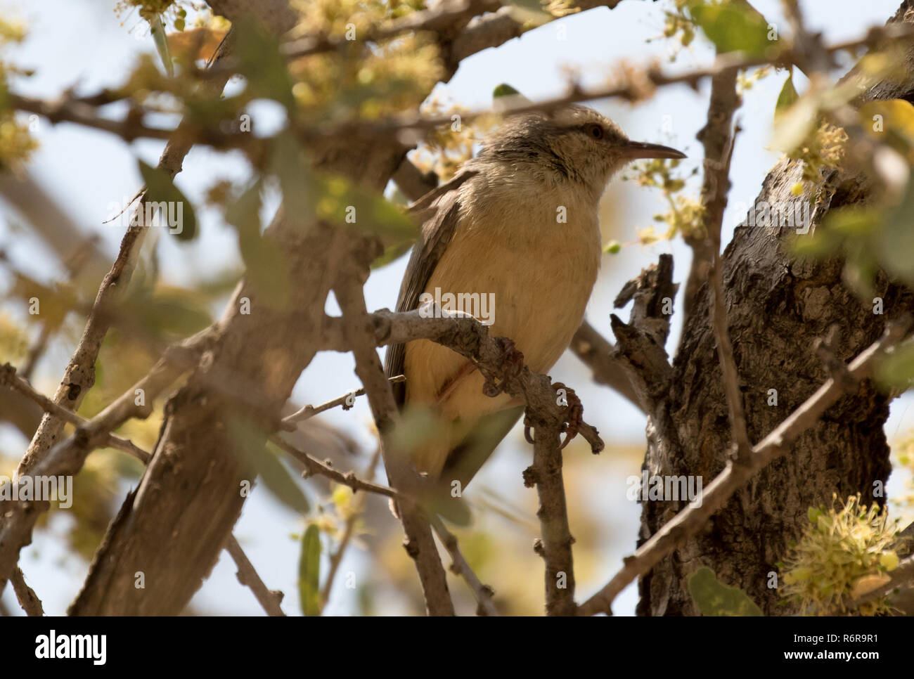 Sylvietta hi-res stock photography and images - Alamy