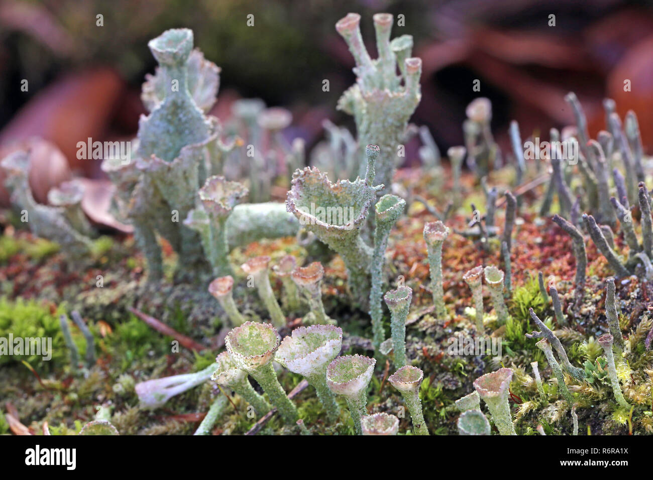 Trumpet lichen cladonia fimbriata hi-res stock photography and images ...
