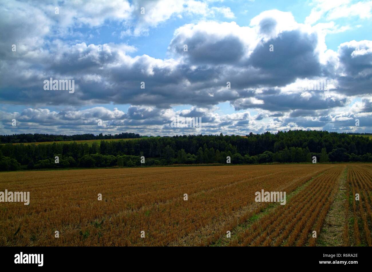 Sloping field in autumn in Russia Stock Photo - Alamy