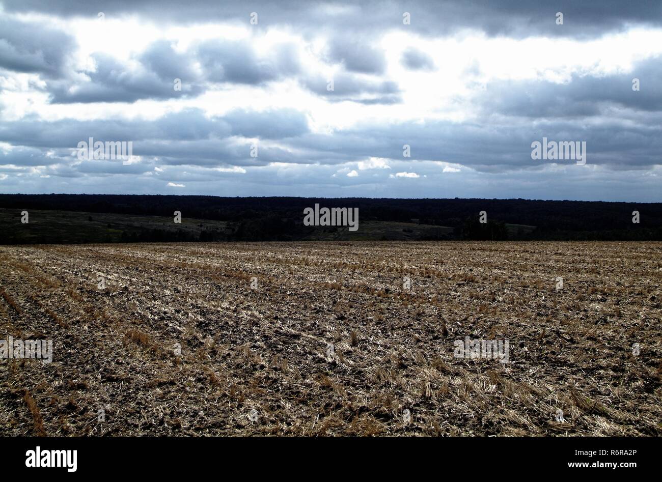 Sloping field in autumn in Russia Stock Photo - Alamy