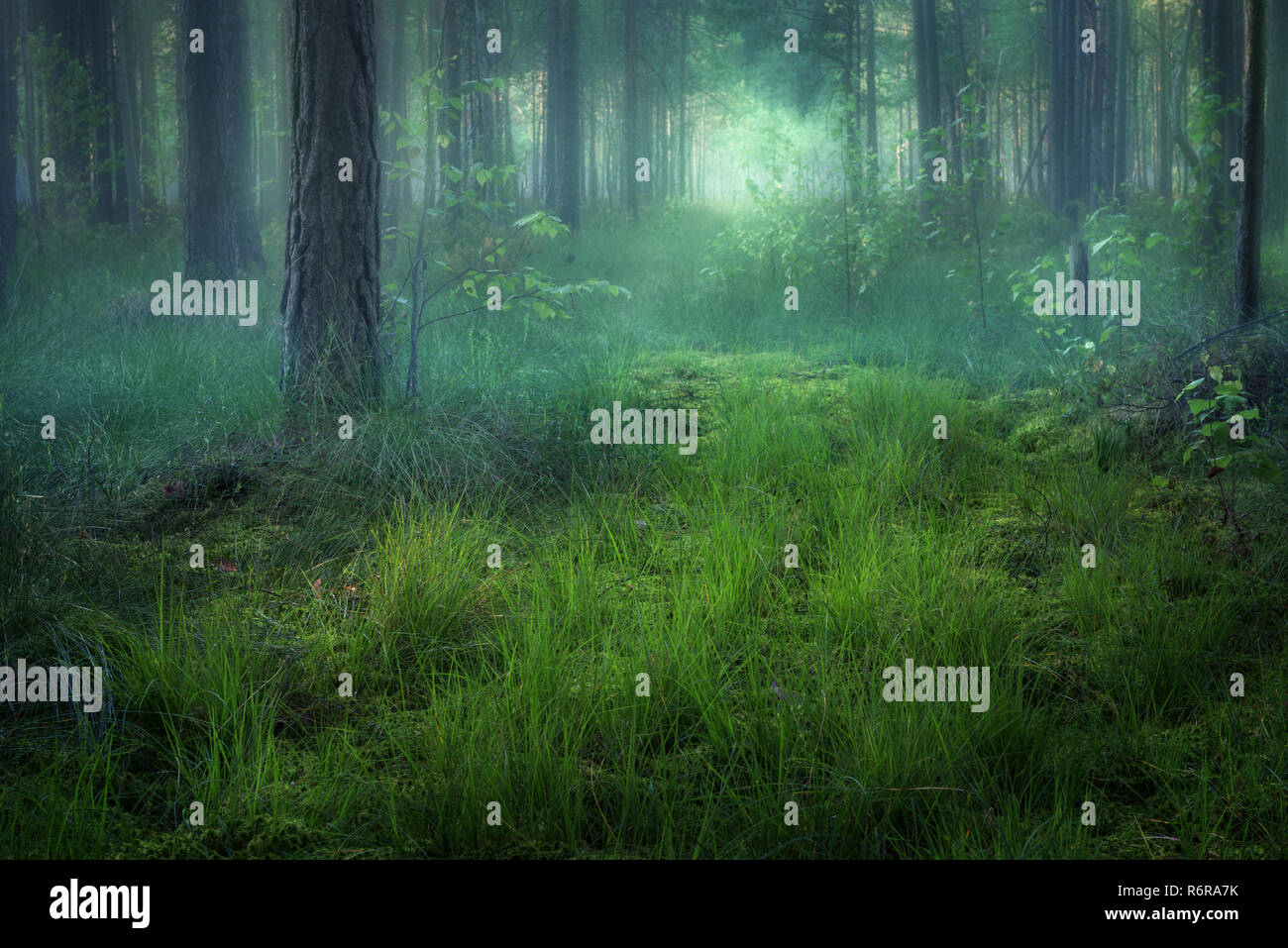 Foggy swamp dark hi-res stock photography and images - Alamy