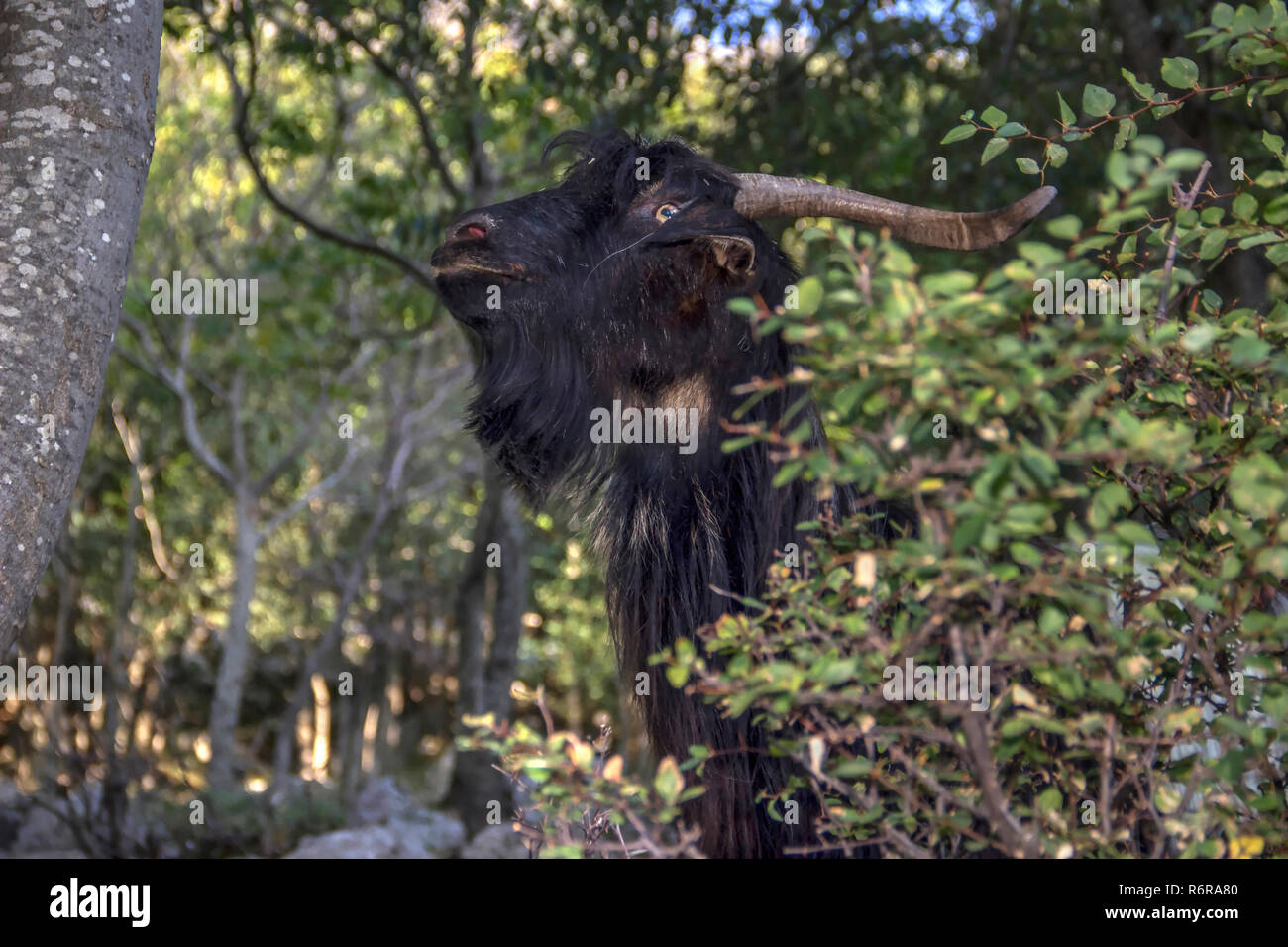 Montenegro - Dark Billy Goat standing in a bush Stock Photo - Alamy