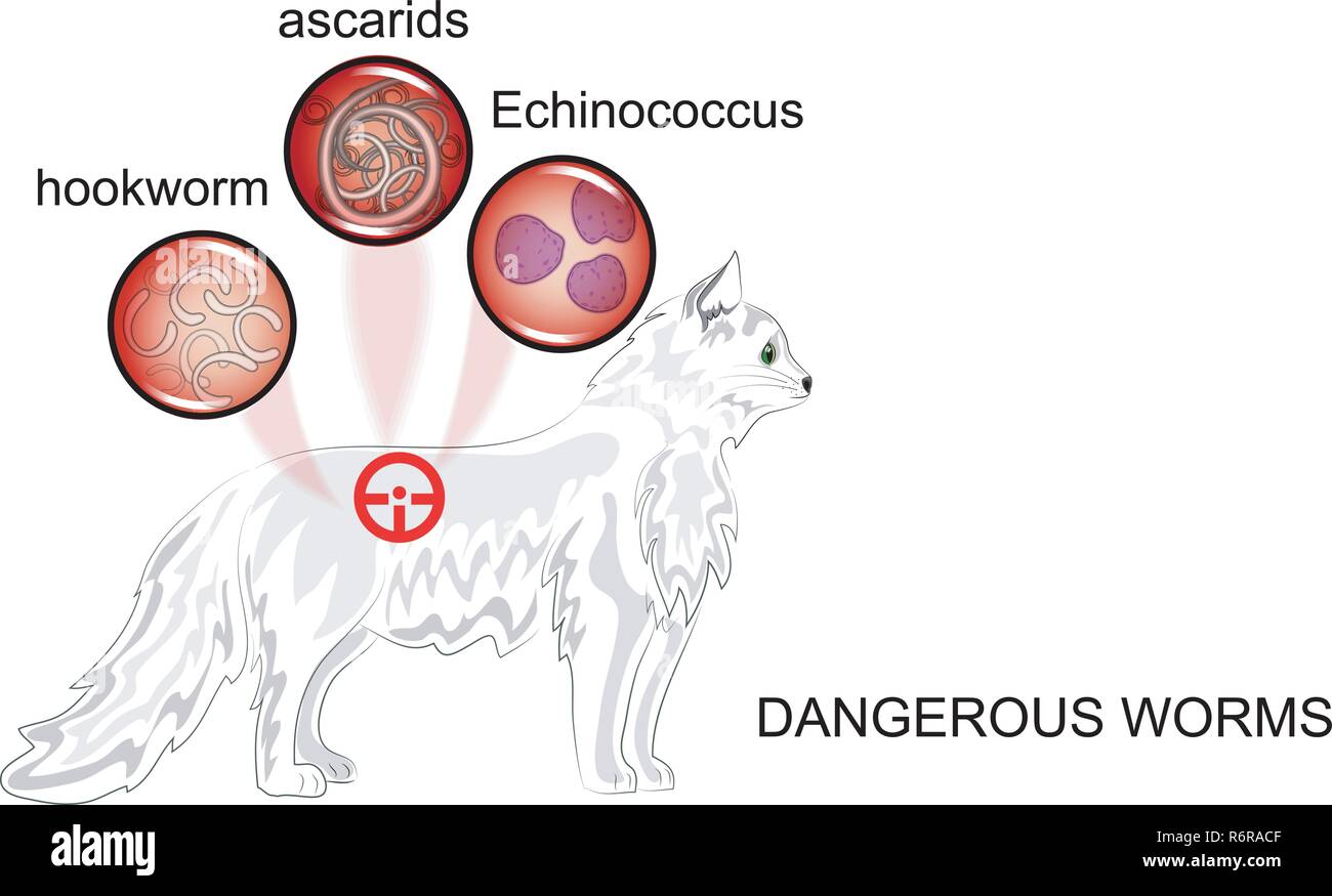 illustration of helminth infection in animals, dangerous to people ...