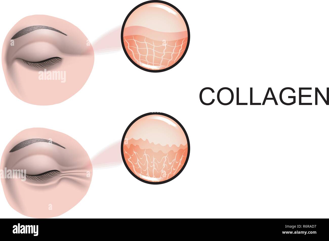 Eye crease Stock Vector Images - Alamy