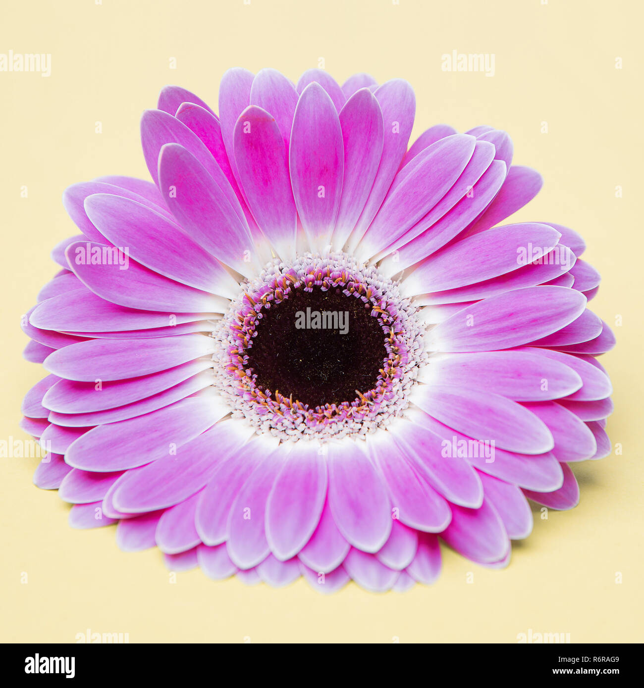 Umber colour hi-res stock photography and images - Alamy