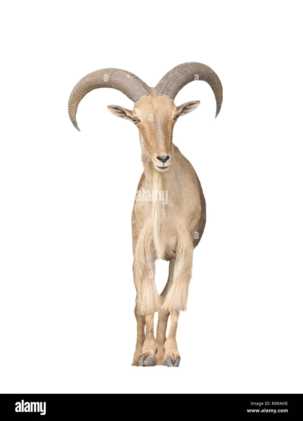 Flock sheep on background Cut Out Stock Images & Pictures - Alamy