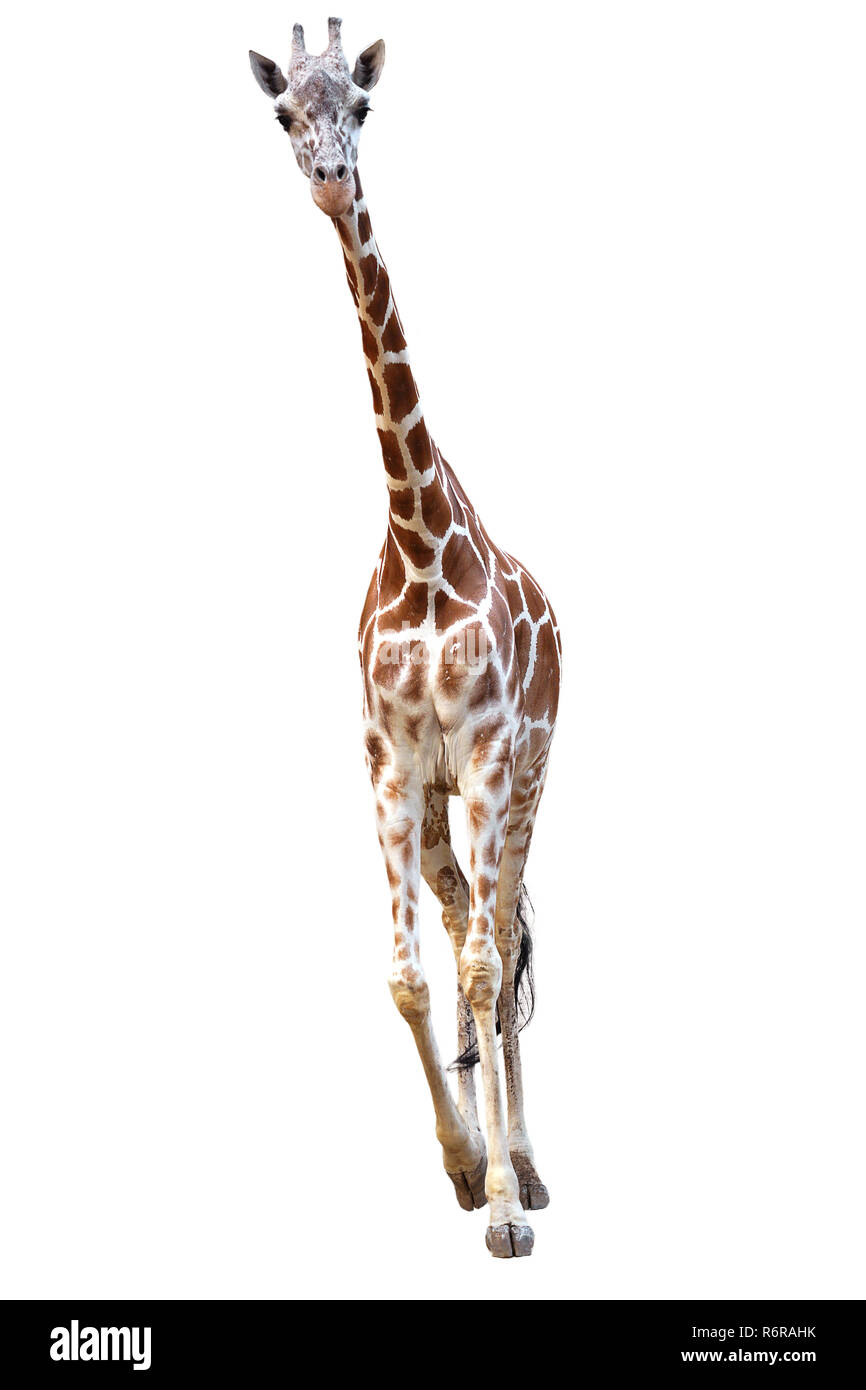 young giraffe isolated Stock Photo - Alamy
