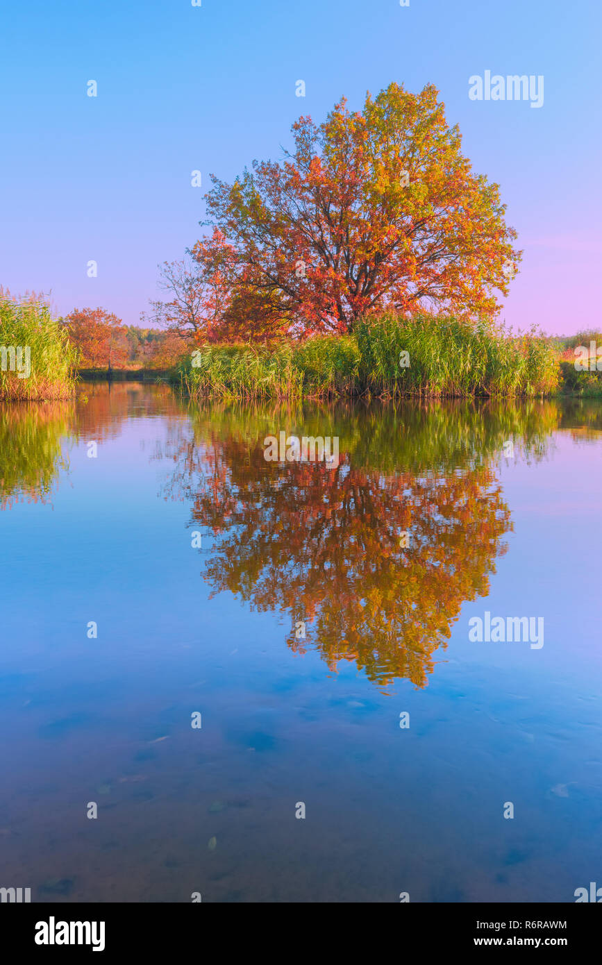 Landscape with autumn color oak reflection in river Stock Photo - Alamy