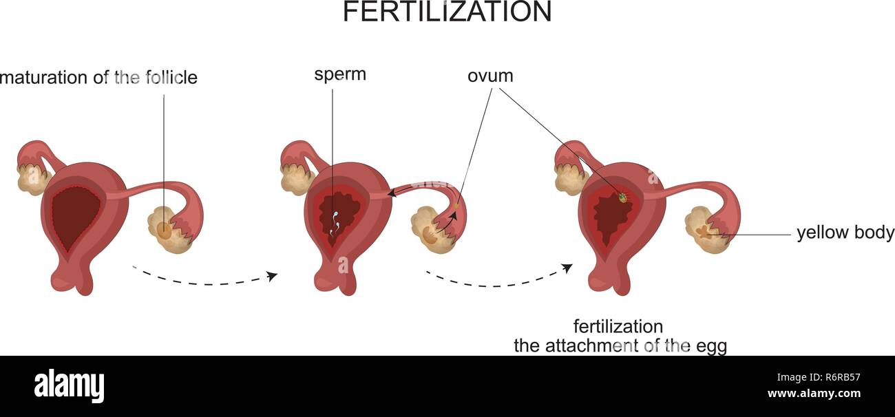 vector illustration of female reproductive organs. Menstrual cycle ...