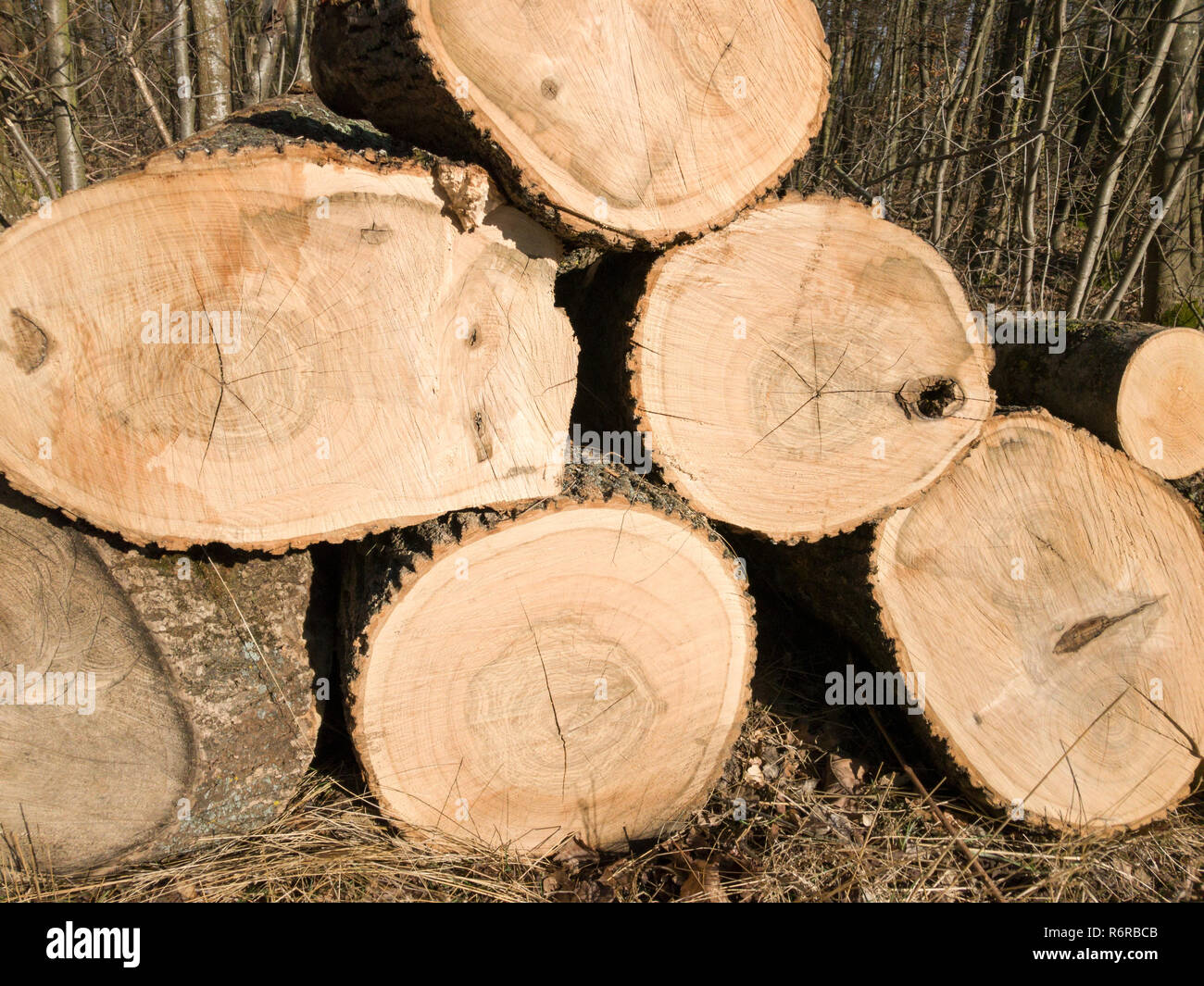 Fallen trees lying side by side after woodwork Stock Photo - Alamy