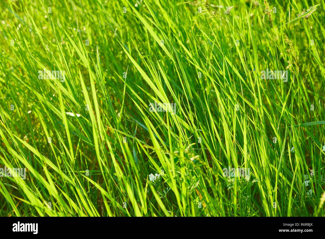 Green Grass Field Stock Photo - Alamy