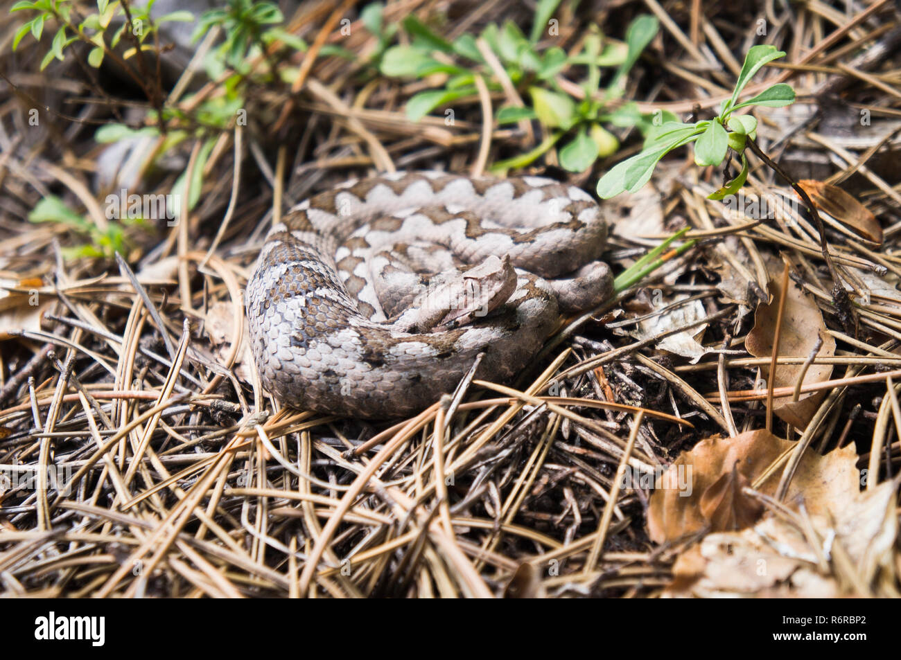 The Thethi National park in Northwest Albania neighbouring the NP ...