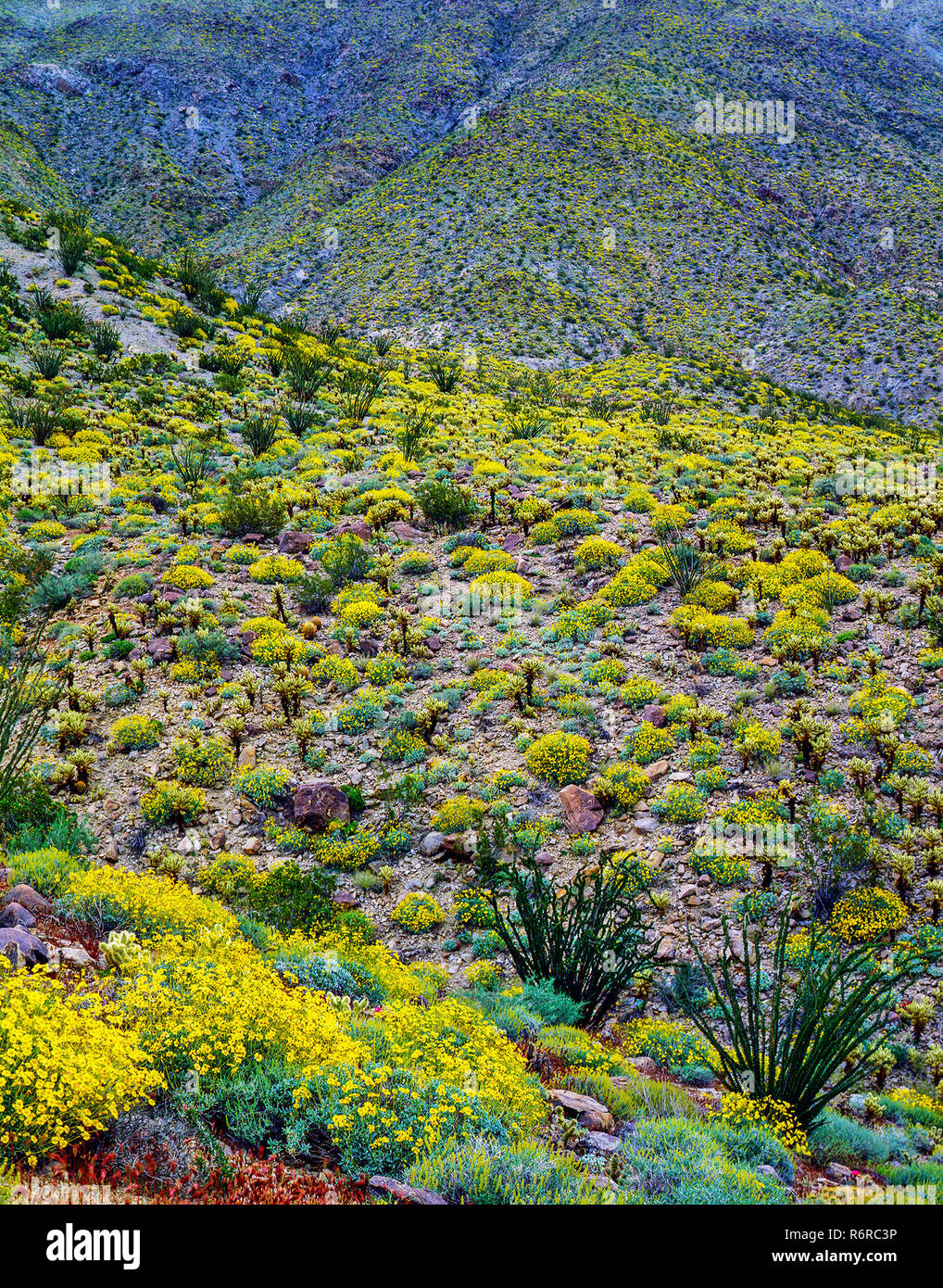 Spring in Mojave Desert Stock Photo - Alamy