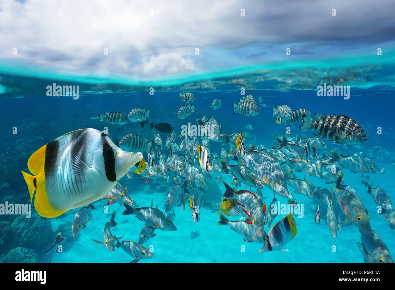 A school of tropical fish underwater and sky with cloud, split view ...
