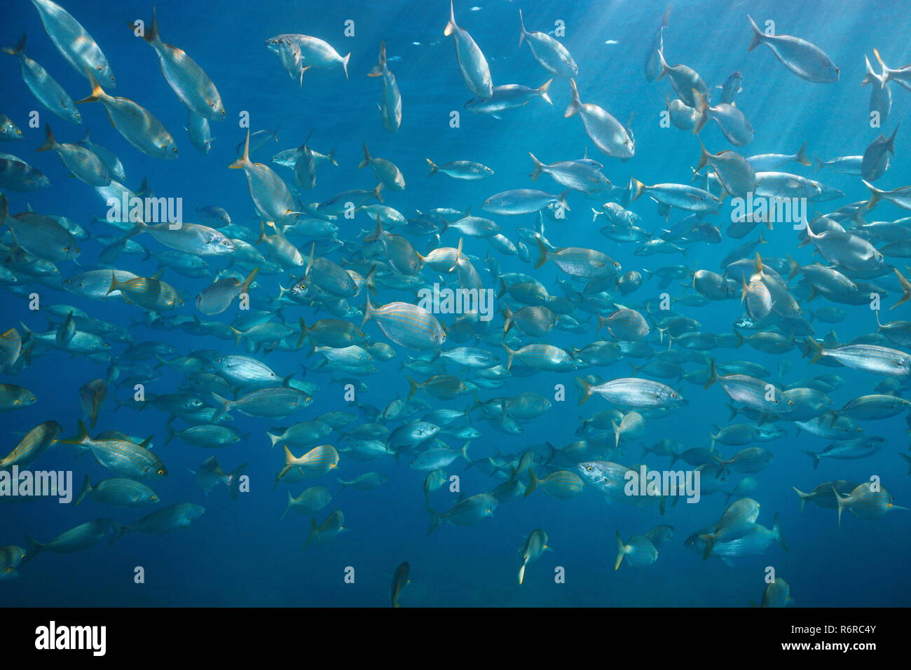 Salema porgy hi-res stock photography and images - Alamy