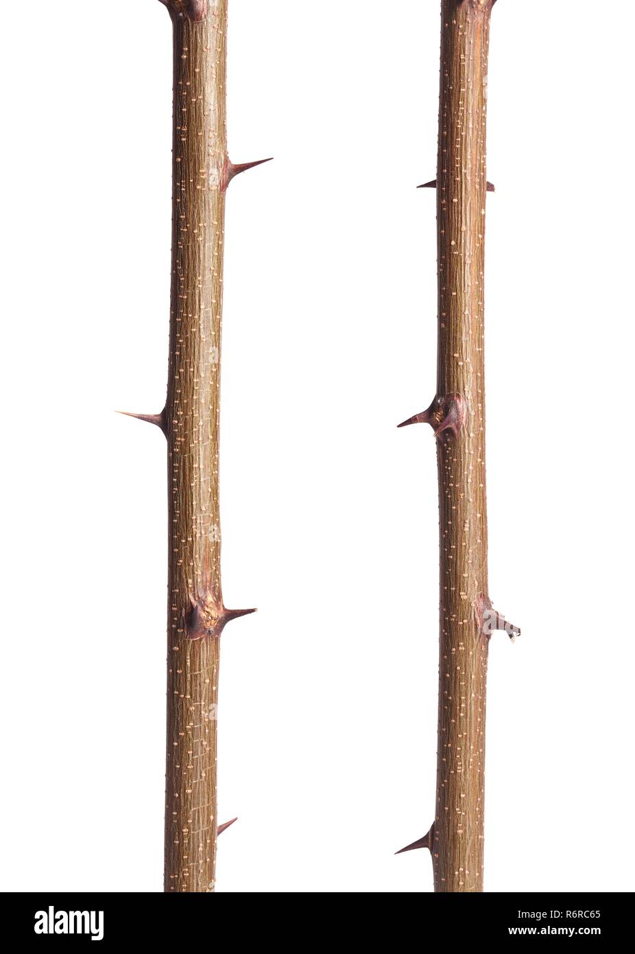 Thorns of a plant Stock Photo - Alamy