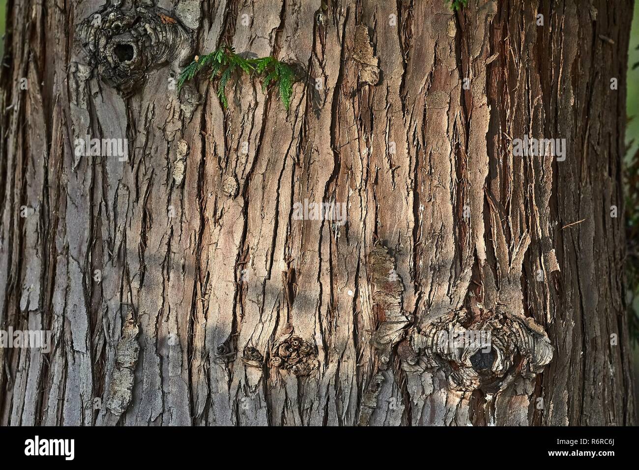 Tree Trunk Closeup Stock Photo - Alamy