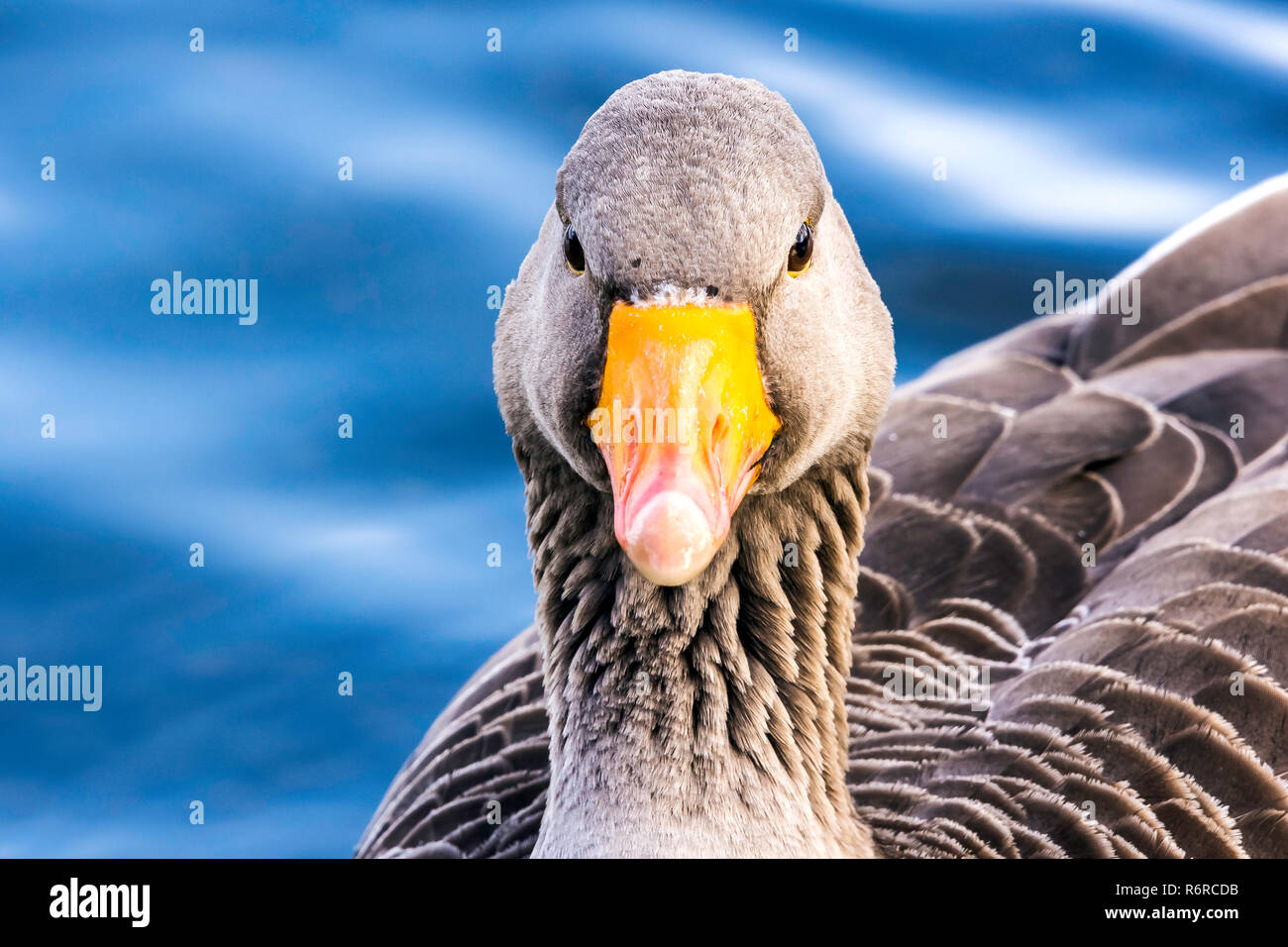Portrait of wild greylag goose (Anser anser Stock Photo - Alamy