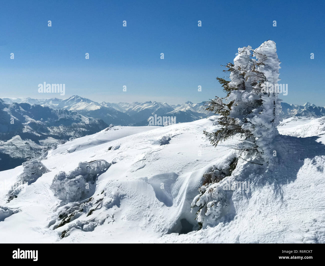 Tree in the Austrian Alps Stock Photo - Alamy