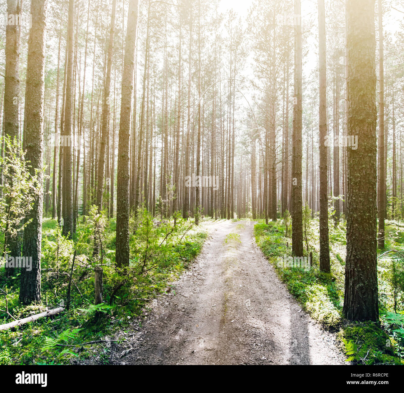 Forest outdoor landscape Stock Photo - Alamy