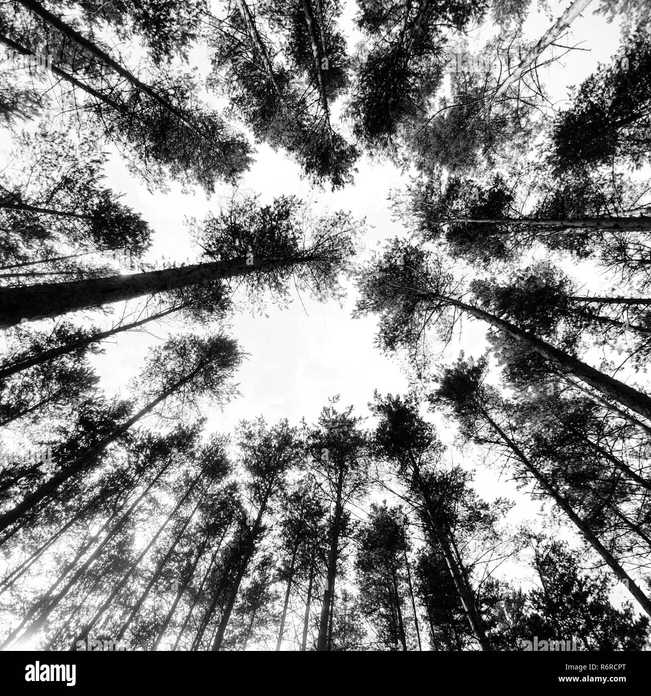 Tree top in fall Black and White Stock Photos & Images - Alamy