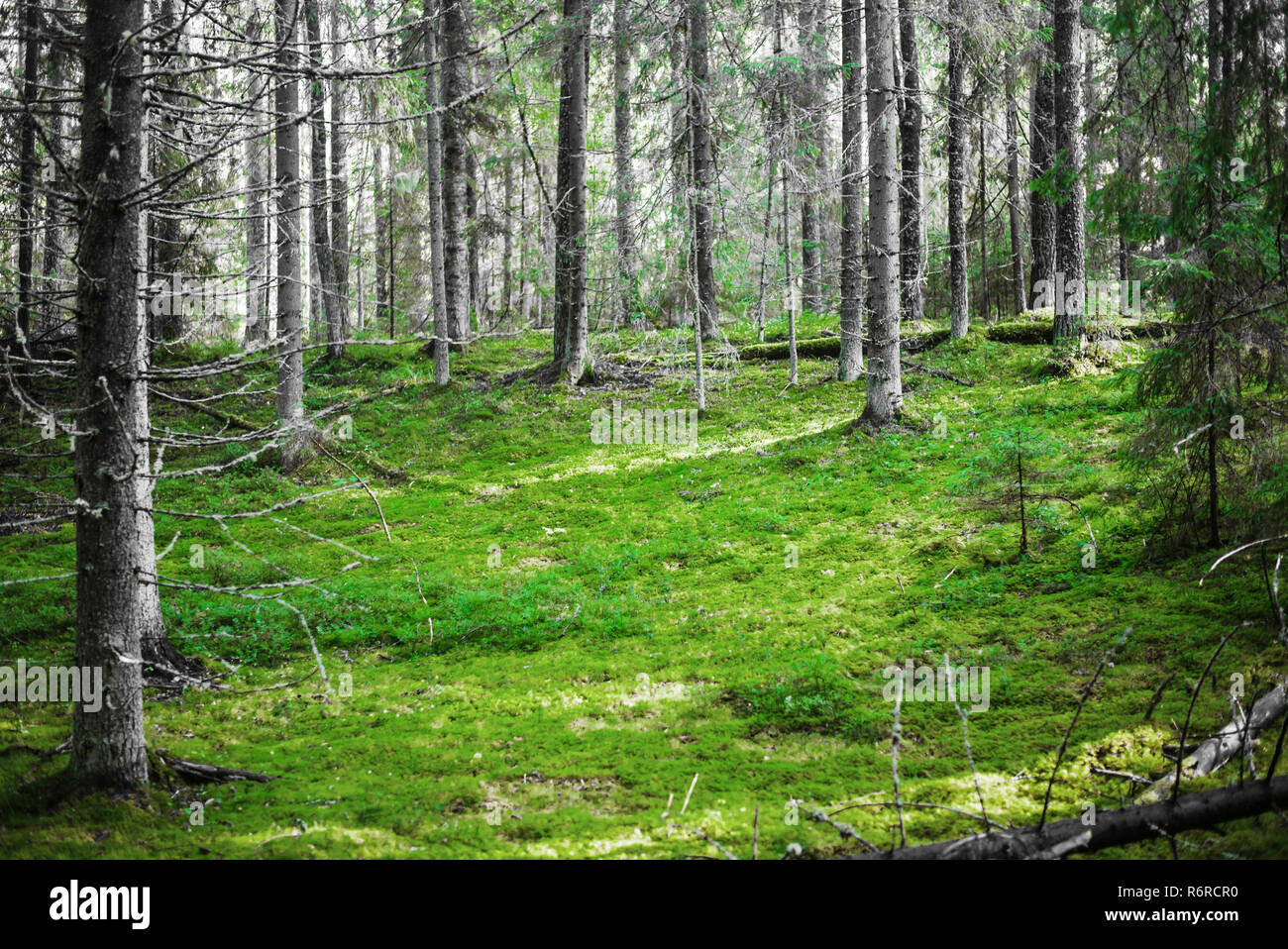 Clear wild forest summer panorama Stock Photo - Alamy