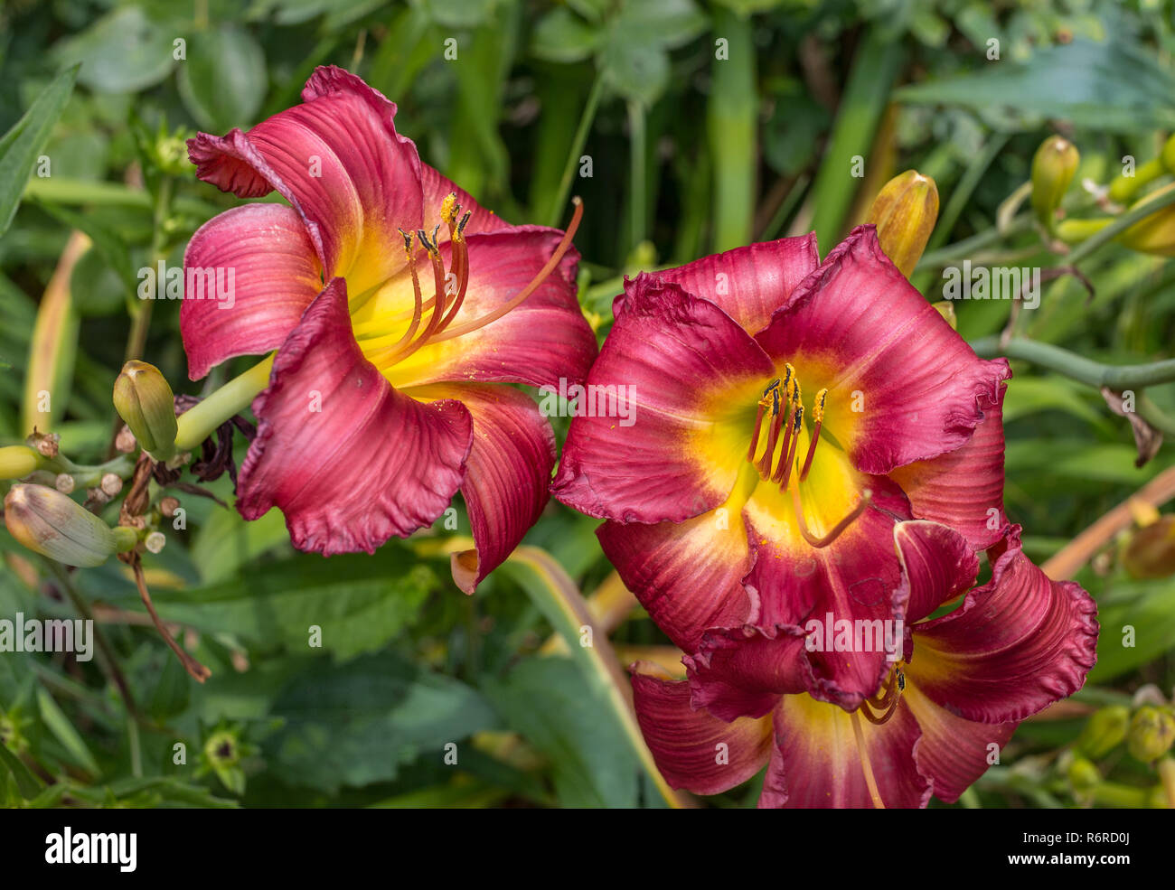 Red tall flower stem hi-res stock photography and images - Alamy